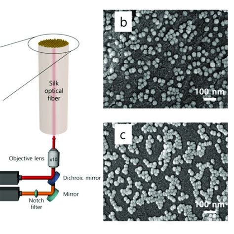 Silk Based Fiber Optic Sers Probe With Gold Nanoparticles A A Download Scientific Diagram