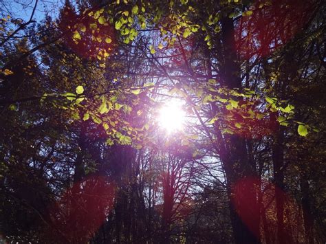 Free Images Tree Nature Forest Branch Light Sun Sunlight