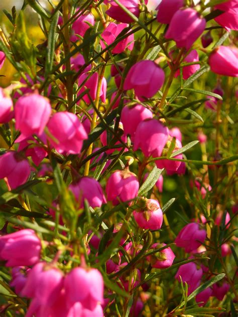 Boronia Heterophylla Eleplants