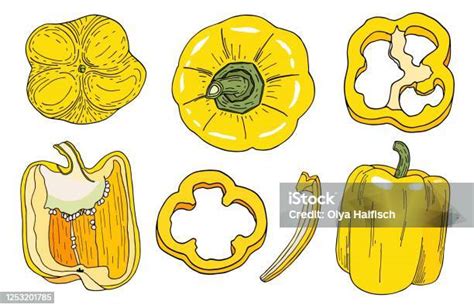 다채로운 노란 피망 흰색 배경에 고립 된 손으로 그린 벡터 야채 고추 반으로 자른 후추와 슬라이스 맛있는 재료 토핑 반찬 채식 음식 현실적인 그림 개체 그룹에 대한 스톡