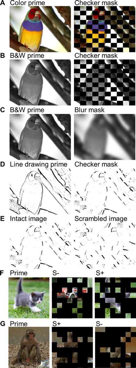 Examples Of Stimuli Used In Experiments 1 11 A Color Photographs
