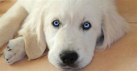 Yellow Lab Husky Mix One Blue Eye