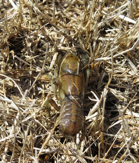 To Know A Place Oak Point Nature Preserve Mudbugs