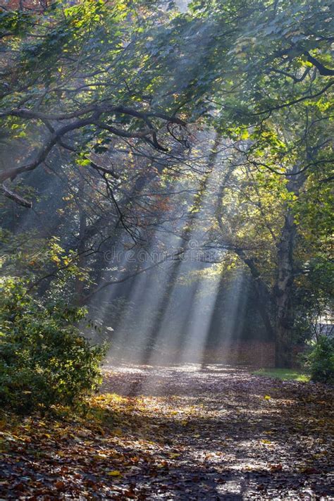 De Stralen Die Van De Ochtendzon In Het De Herfstbos Glanzen Stock Foto