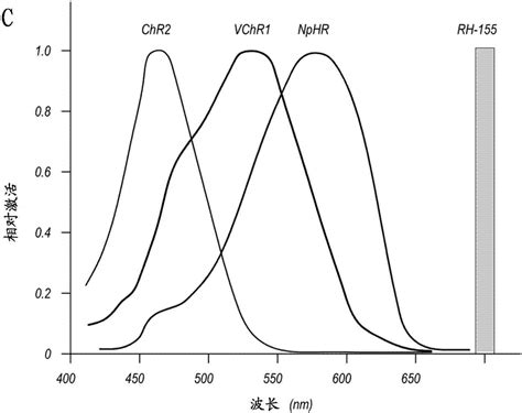 System And Method For Optogenetic Therapy Eureka Patsnap