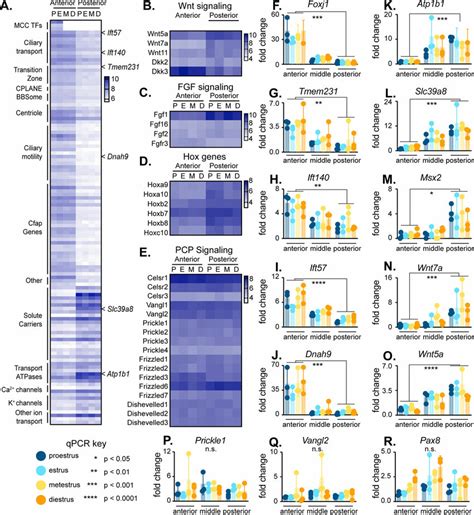 The Mouse Oviduct Displays Robust Transcriptional Patterning Along The
