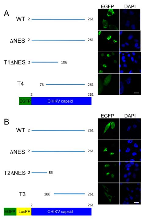 The N Terminus Is Required For Active Nuclear Targeting Of Chikv Capsid