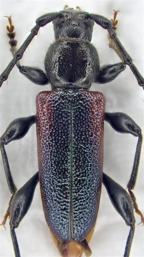Damaster Carabus on Twitter Callidiellum rufipenne ヒメスギカミキリ とにかく土場で