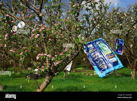Homemade Bird Scarers Hung In Apple Trees To Discourage Birds Taking