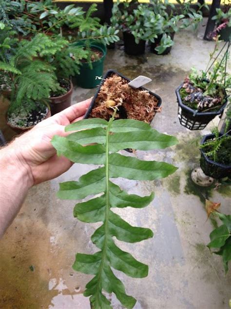 Rare Fern Species Drynaria Fortunei Unusual Plants Exotic Plants