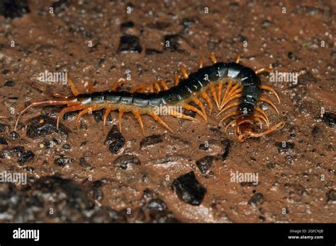 Megarian Banded Centipede Scolopendra Cingulata Fotos Und