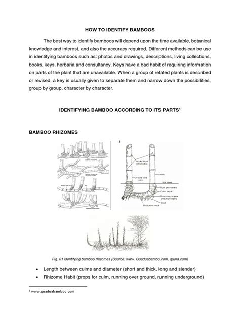 00 Key For The Identification Of Different Bamboo Pdf Bamboo Leaf