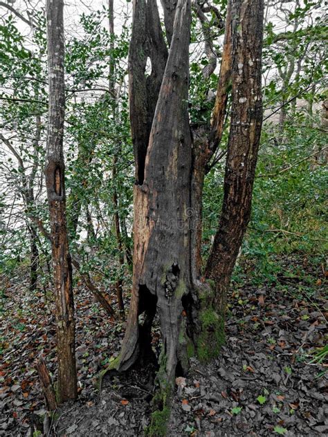 Rotten Tree In Woodlands Stock Image Image Of Birds 237620687