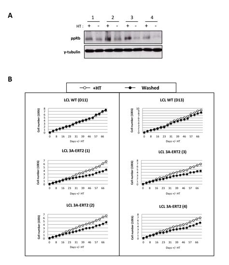 Epstein Barr Virus Proteins Ebna3a And Ebna3c Together Induce