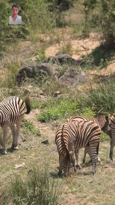 Groups The Zerbra Today Watchingwildlife Wildlifeentertainment
