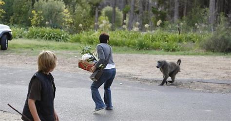Baboon Ambushes Woman Carrying Groceries In Cape Town I Guess She Was