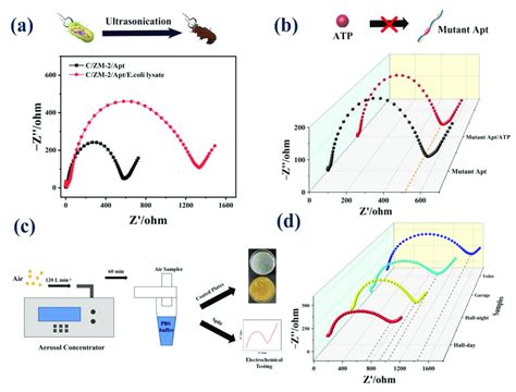 A Eis Response To Atp Extraction From E Coli Cells B Eis Response Download Scientific