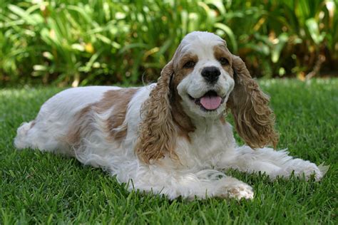 English Cocker Spaniel Colors Do You Know All The 40 Off