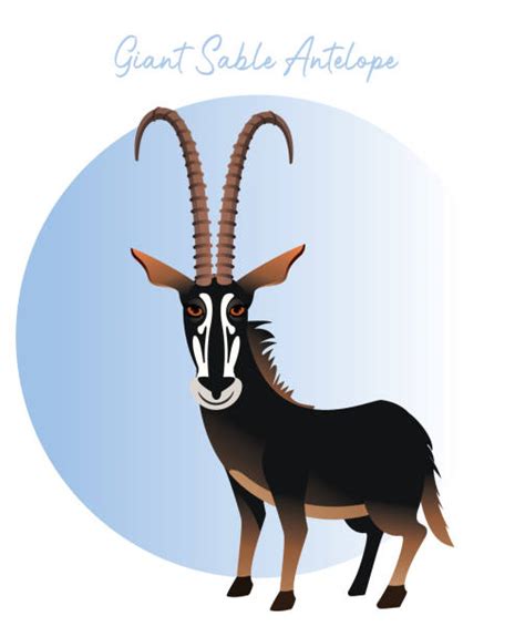 40 Sable Antelope Illustrations Stock Illustrations Royalty Free