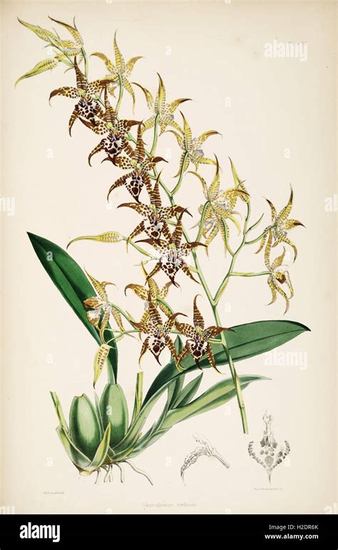 James Batemans Monograph On Odontoglossum Focuses On The