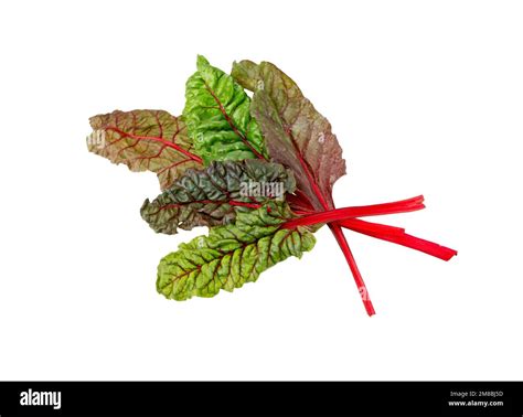 Beet Leaves Beetroot Leaves Fresh Beet Leaf Isolated On White