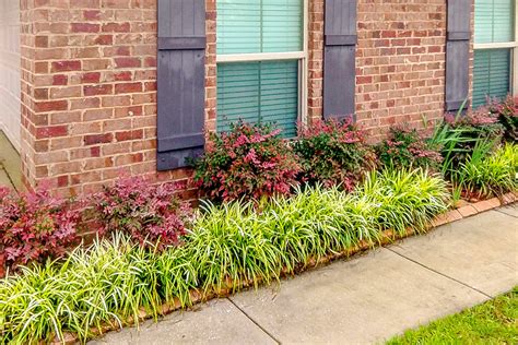 4 Great Ways To Use Groundcover Grasses In Your Landscape Plants By Mail