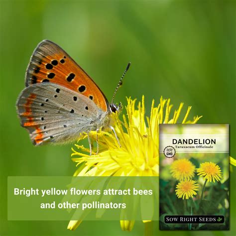 Common Dandelion Sow Right Seeds