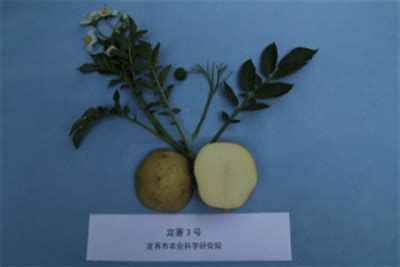 定薯3号 甘肃省农业科学院