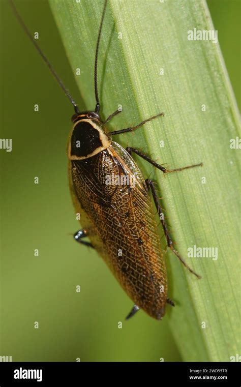 Natural Vertical Closeup On A Forest Or Lesser Cockroach Ectobius