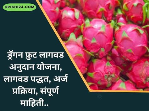 ड्रॅगन फ्रुट लागवड अनुदान योजना लागवड पद्धत अर्ज प्रक्रिया संपूर्ण