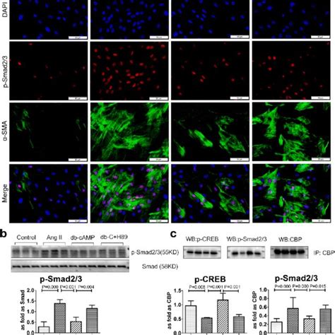 Myofibroblast Differentiation And Ecm Deposition Is Regulated By
