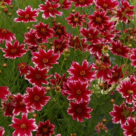 Coreopsis ‘ruby Frost Terra Nova® Nurseries Inc