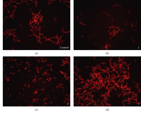 Figure 2 From Antimicrobial Activity And DNA BSA Binding Affinity Of