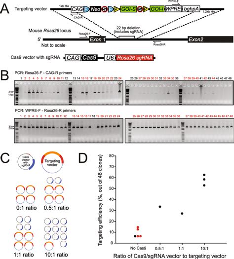 Generation Of Intersectional Rosa26 Mouse Lines A Targeting Schematic Download Scientific