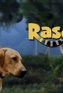 Rascal Rotten Tomatoes