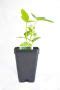 Fragaria Virginiana Wild Strawberry Prairie Moon Nursery