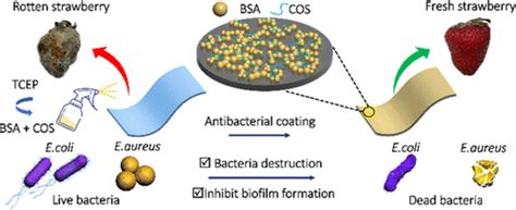 Synergistic Antimicrobial Hybrid Bio Surface Formed By Self Assembled