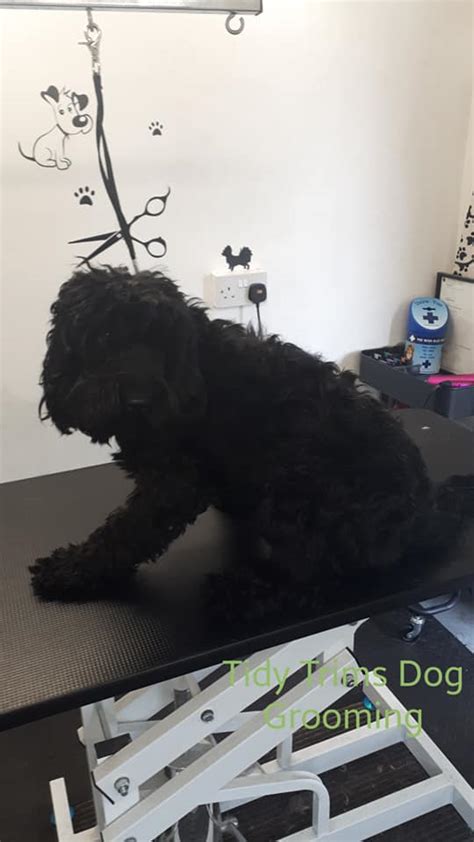 Tidy Trims 🐾 Shaun The Cockapoo 🐾 In For His Spring
