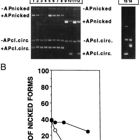 Schematic Of Pgem X Carrying A Single Ap Site And Pgem T Control Download Scientific