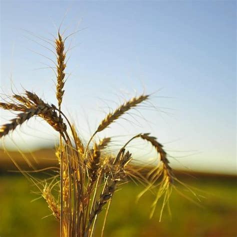 Б Гантөмөр Ulaanbaatar