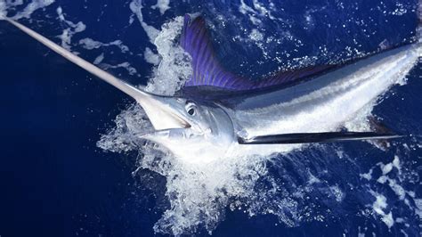 Heres Why Swordfish May Be The Worst Seafood You Can Eat 247 Wall St