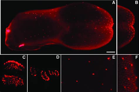 Type Ii Taste Bud Cell Labeling With A Gustducin In The Whole Tongue