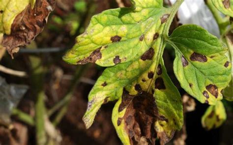 კანაფის დაავადებები Myseedge