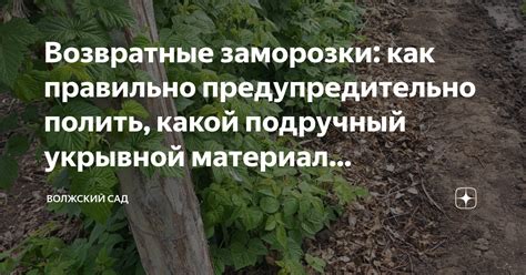 Возвратные заморозки как правильно предупредительно полить какой