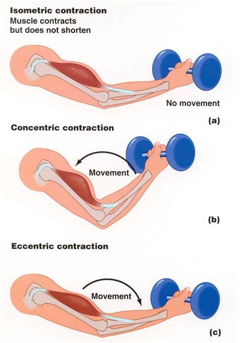 Types Of Muscle Contraction Isotonic Isometric And Isokinetic Gymadvisor Official Blog