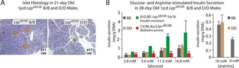 Relationship Between Islet Histology And Insulin Secretion A Islet Download Scientific