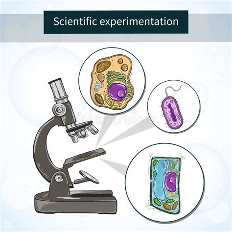Celler Under Mikroskopet Vetenskapligt Laboratorium Vektor Illustrationer Illustration Av