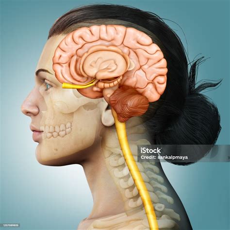 여성 뇌 해부학의 3d 렌더링 의료 그림 3차원 형태에 대한 스톡 사진 및 기타 이미지 3차원 형태 간뇌 건강관리와 의술