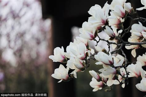北京：春天大观园的那些花儿