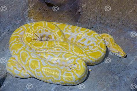 Gold Python Stock Image Image Of Python Constrictor 161274165